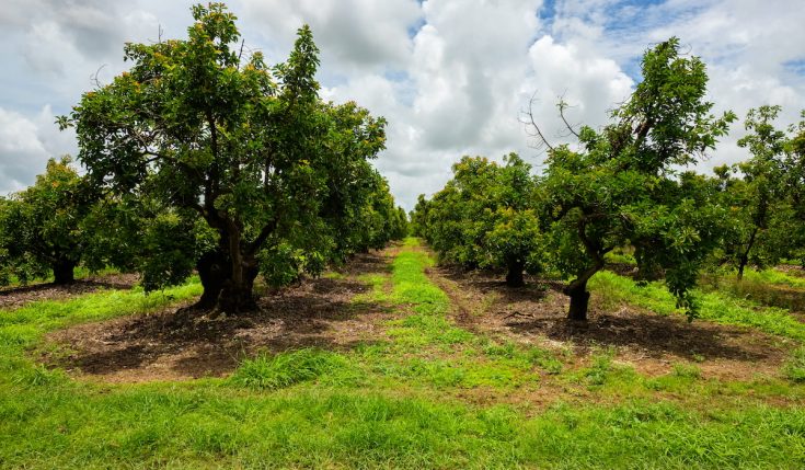 How Big Do Avocado Trees Get? - Think Avocado