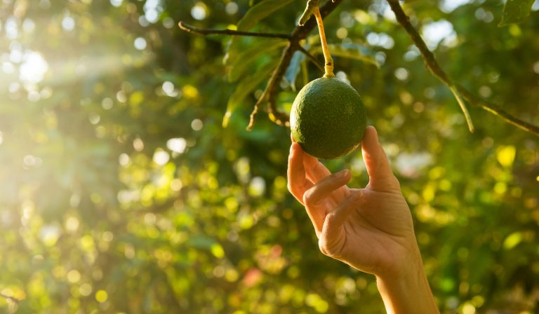 Getting the Right Amount of Sun on Your Avocado Tree - Think Avocado