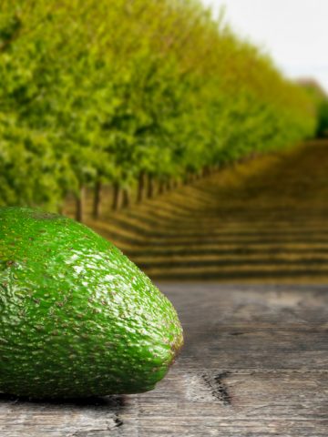 Ultimate Guide to Growing Dwarf Avocado Trees in Pots - Think Avocado