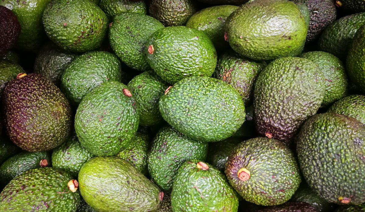 Facts About Caribbean Avocados - Think Avocado