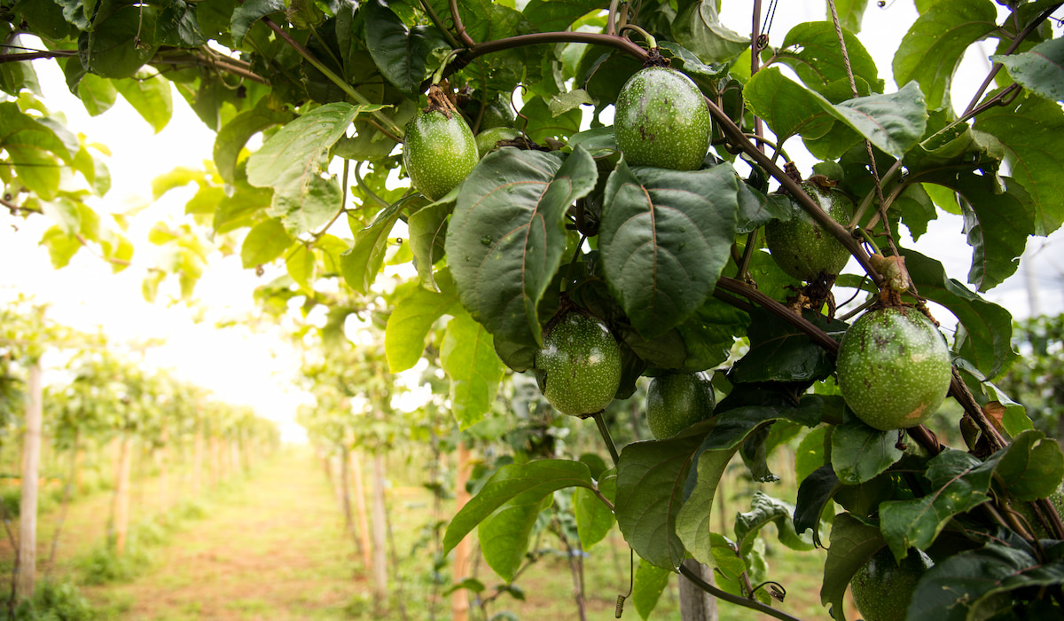 19 Tips for Pruning Your Avocado Tree - Think Avocado