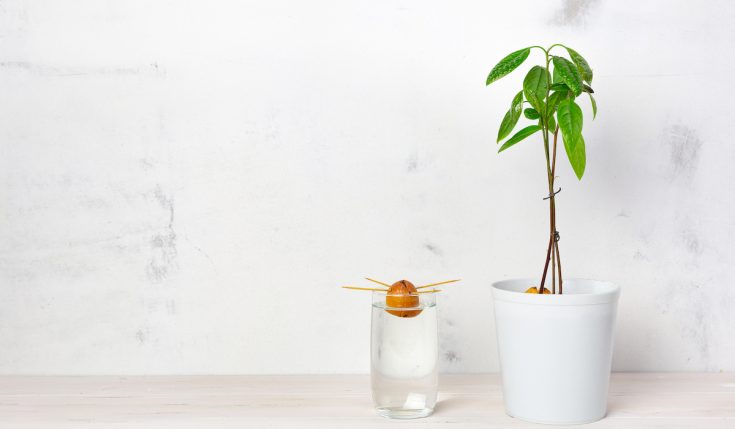 Ultimate Guide to Growing Dwarf Avocado Trees in Pots - Think Avocado