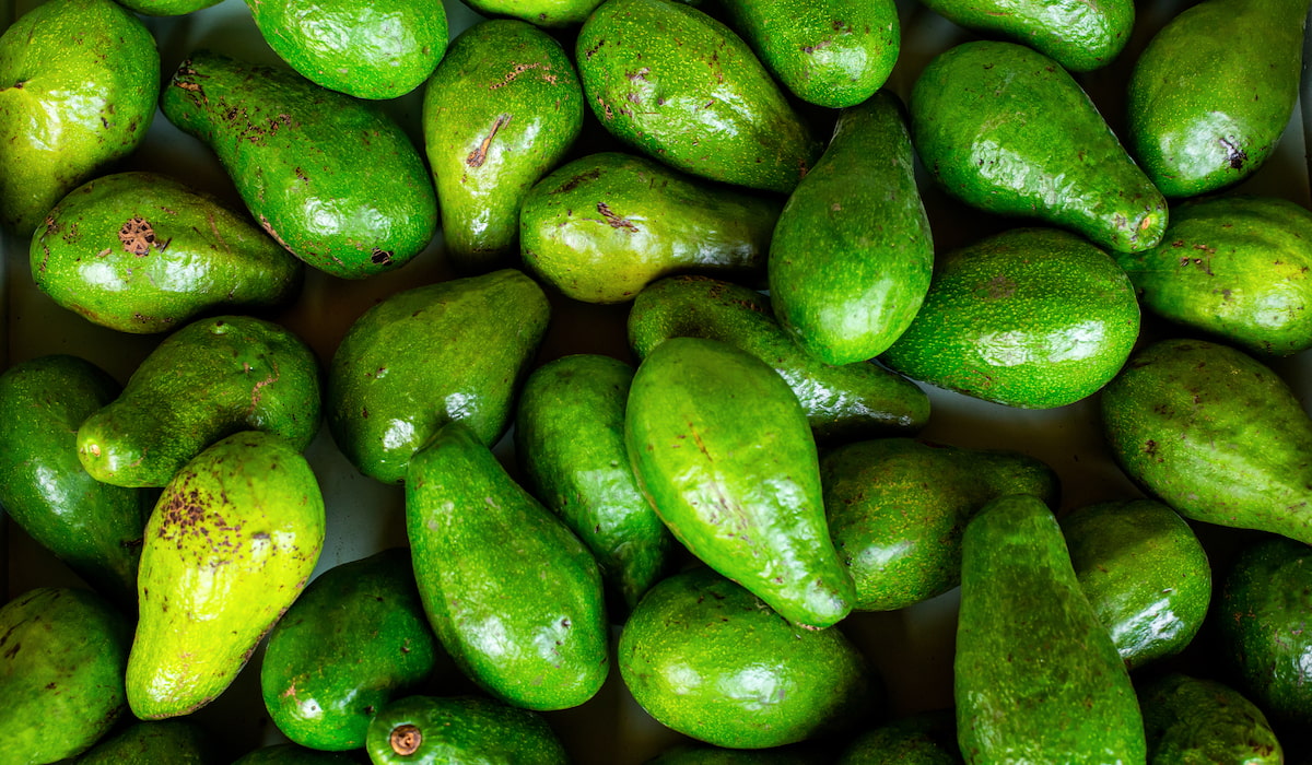 Facts About Caribbean Avocados - Think Avocado