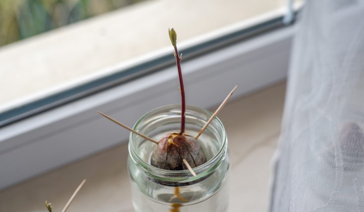 3 Easy Methods for Sprouting an Avocado Seed - Think Avocado