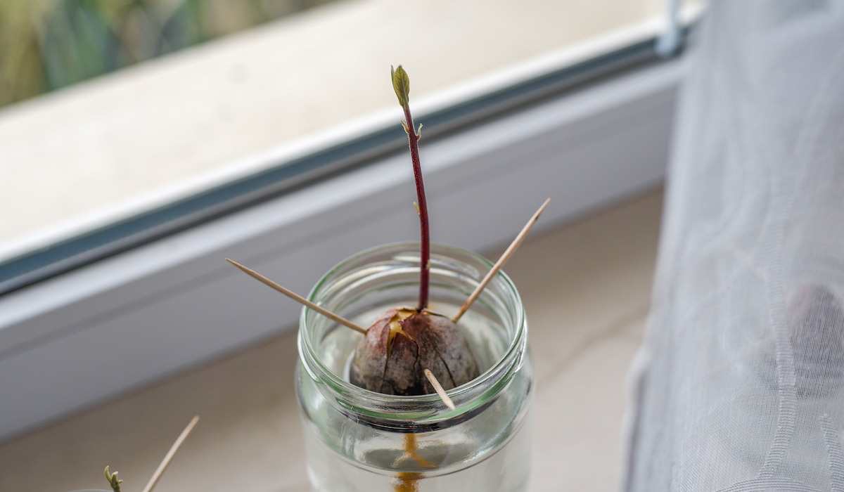 3 Easy Methods for Sprouting an Avocado Seed - Think Avocado