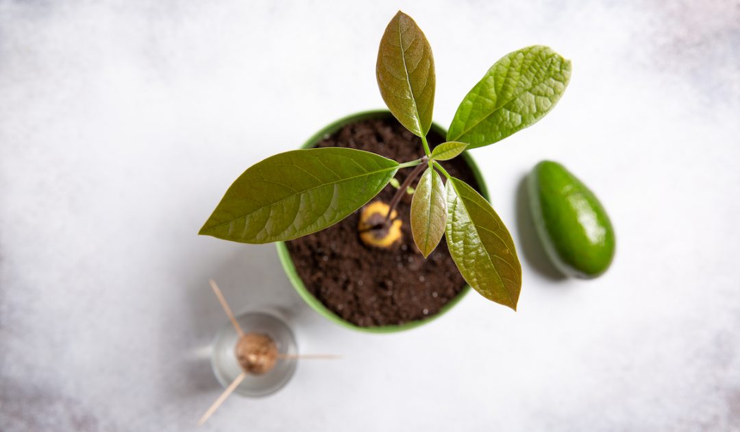 3 Easy Methods for Sprouting an Avocado Seed - Think Avocado